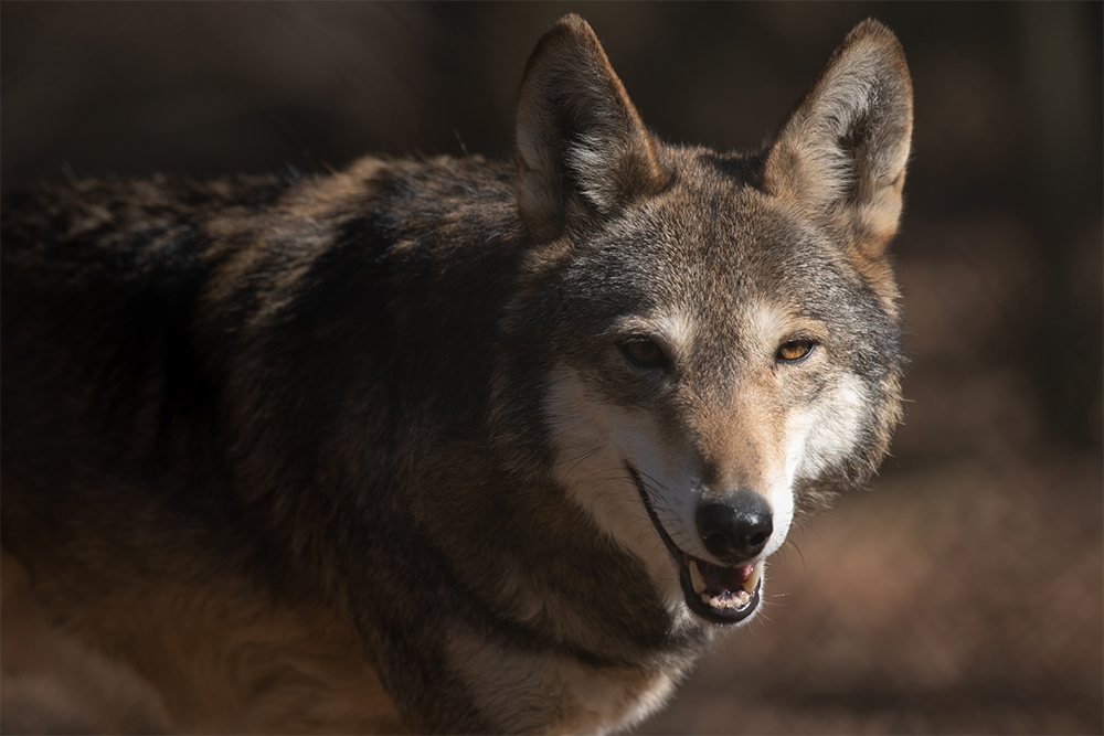Raising Wolves – Rising Rock